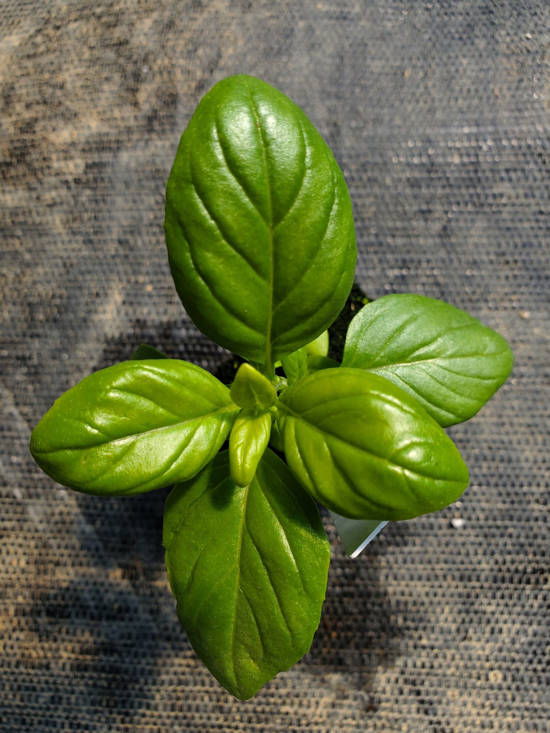 Basil Everleaf Emerald Towers - Etsy