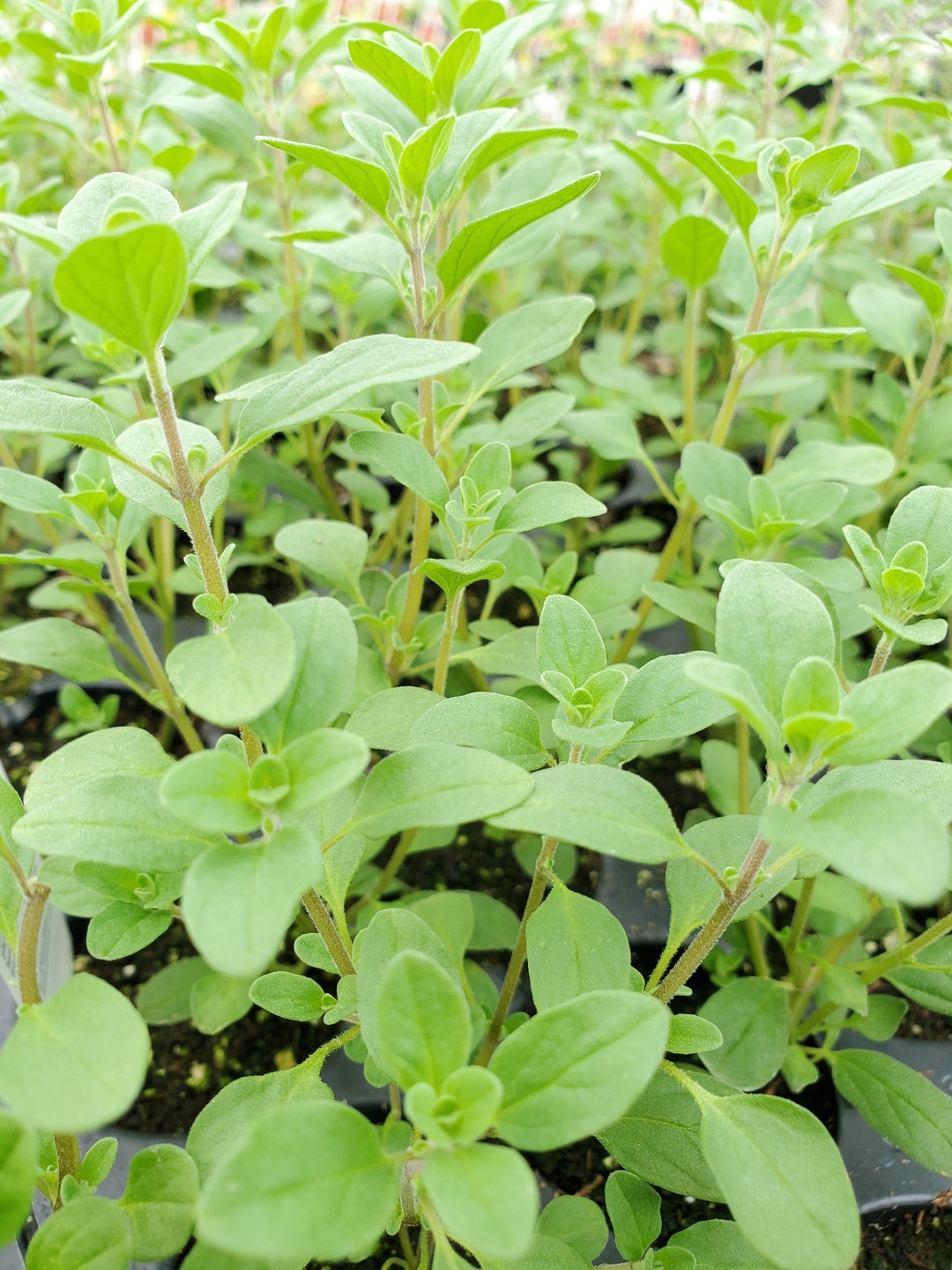 Sweet Marjoram - Etsy