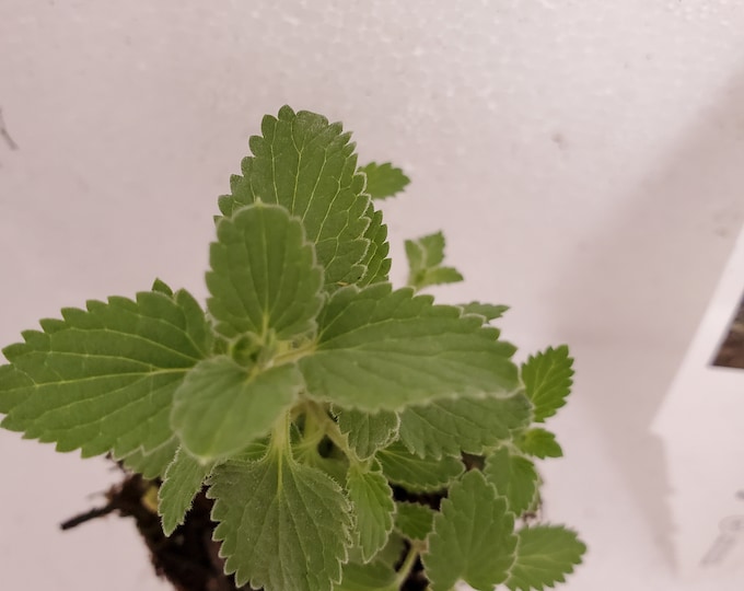 Nepeta Faasenii Kitten Around Catmint - Etsy