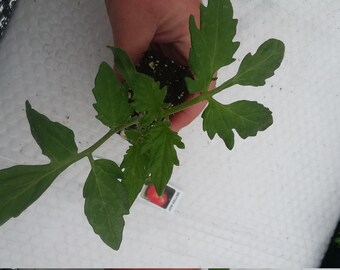 100pcs Blue Sunflower Seeds Plants Garden Plants Bonsai Rare - Etsy