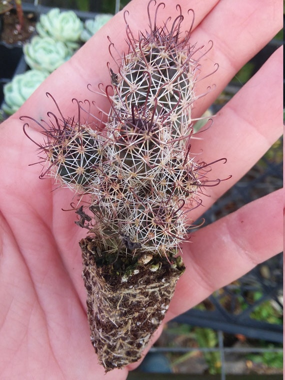 Fish Hook Cactus Starter Plant Mammilaria - Etsy