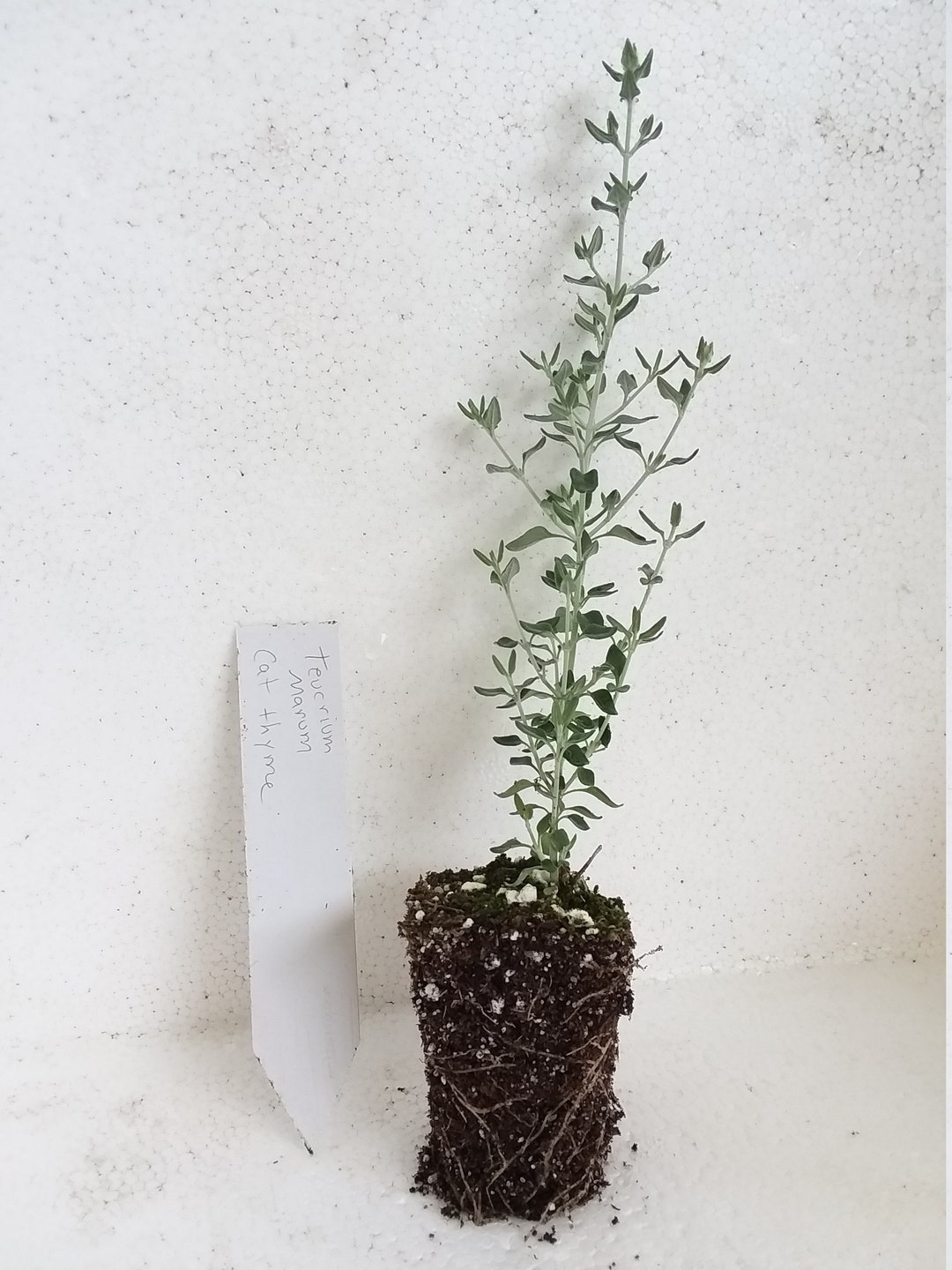 Teucrium Marum Cat Thyme - Etsy
