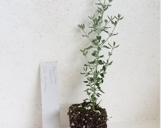 Teucrium Marum Cat Thyme - Etsy