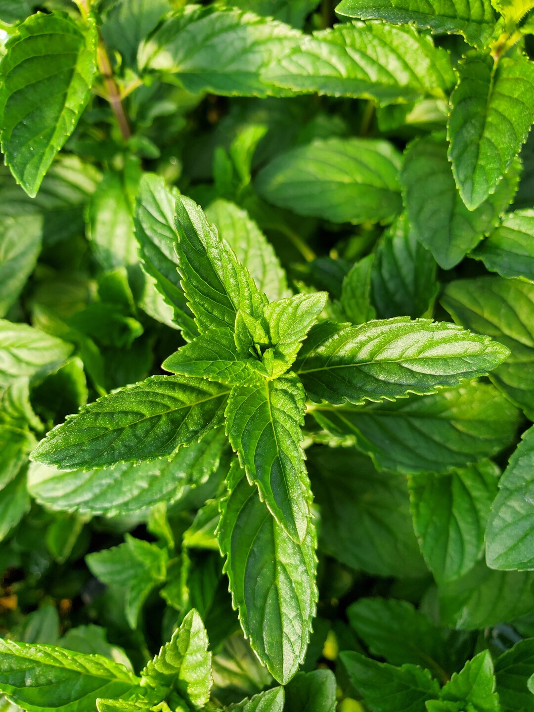 Sweet Pear Mint - Etsy