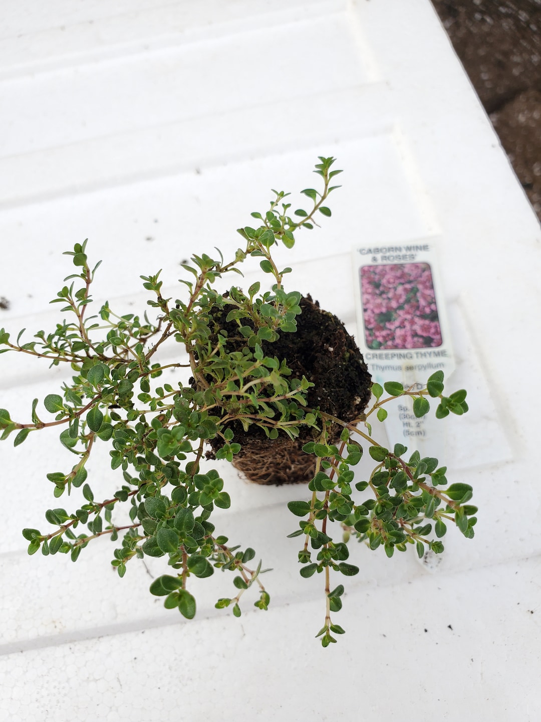 Thyme Caborn Wine & Roses - Etsy