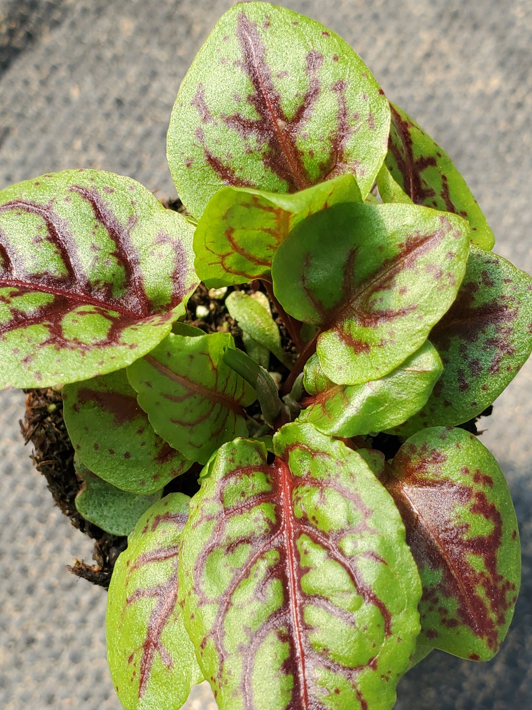 Rumex Raspberry Dressing - Etsy