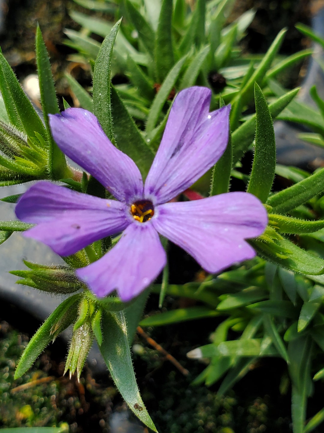 Phlox Violet Pinwheels - Etsy