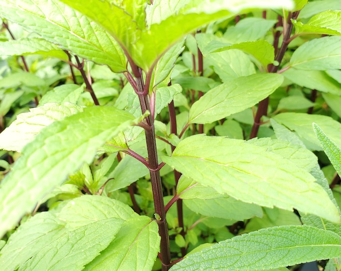 Thai Mint Mentha Arvensis - Etsy