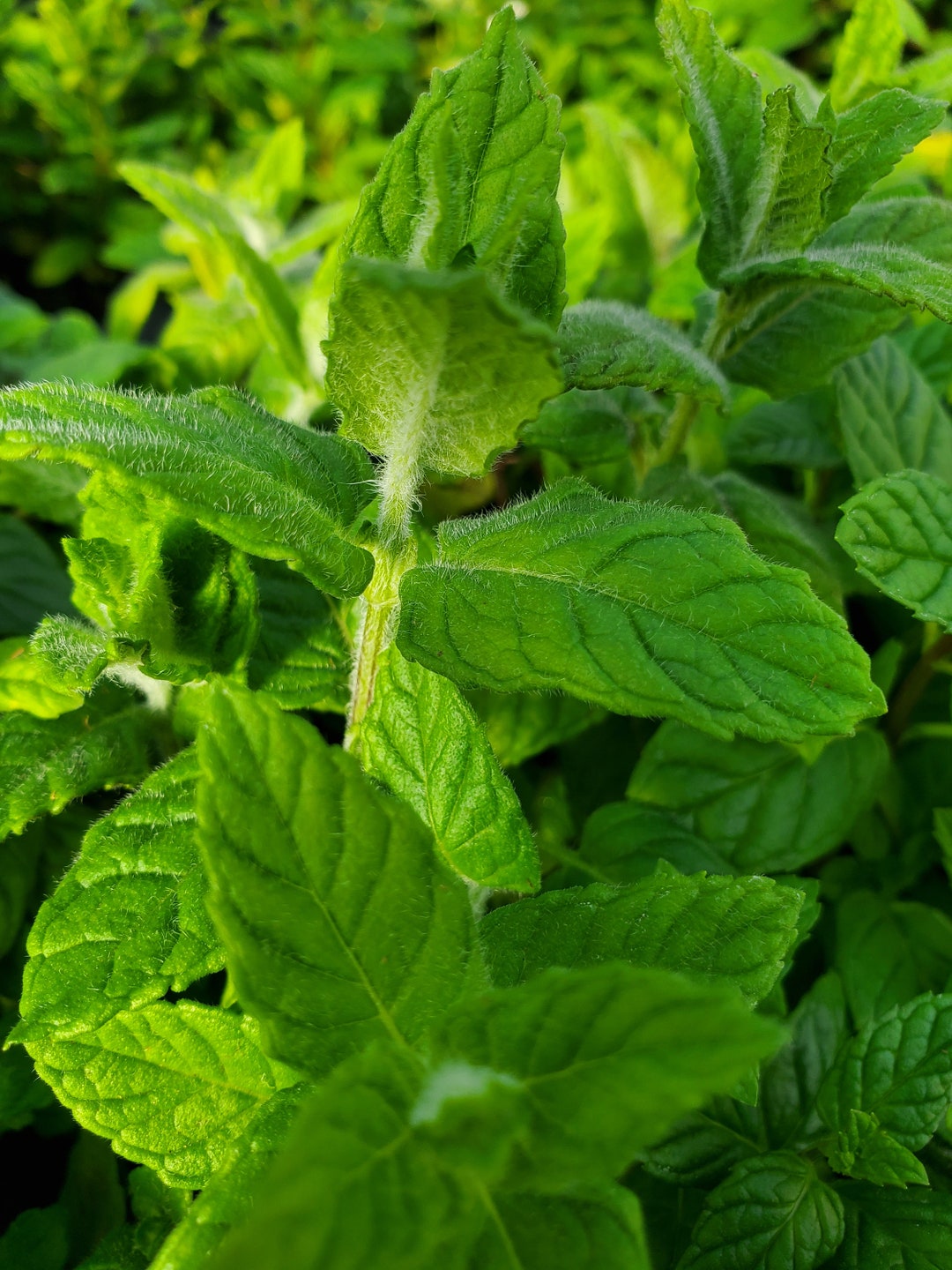 Fuzzy Chinese Mint - Etsy