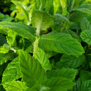 Fuzzy Chinese Mint - Etsy