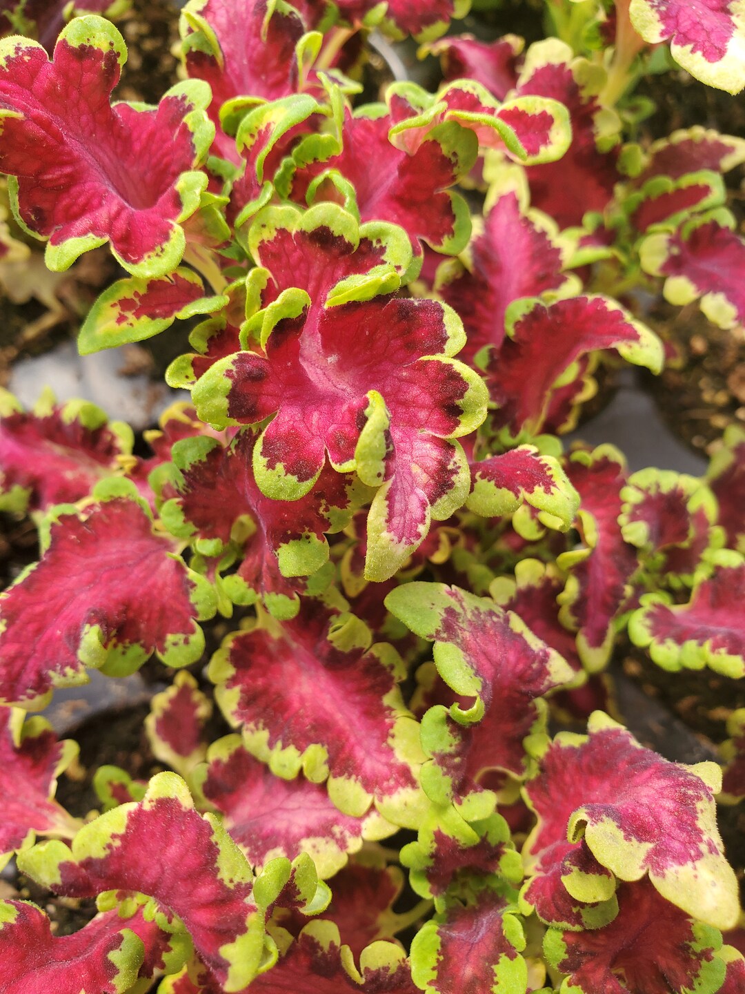 Coleus Colocha Rose - Etsy