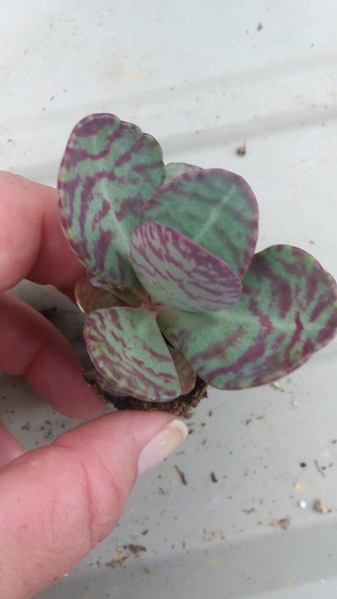 Kalanchoe Humilis Baby - Etsy