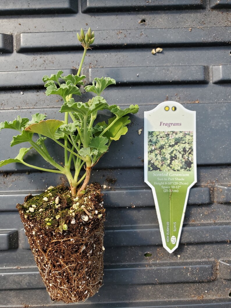 Scented Geranium Fragrans - Etsy