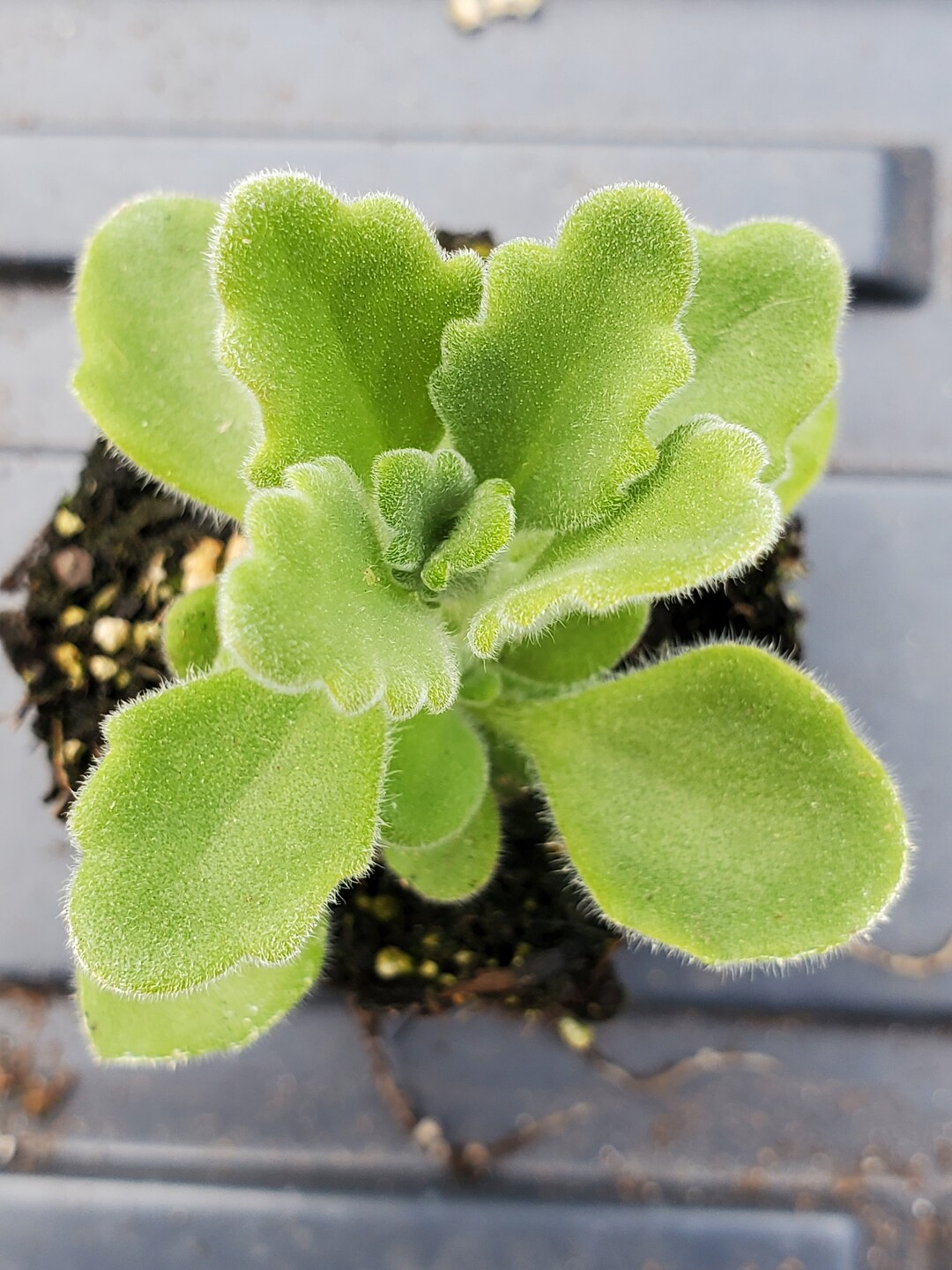 Vicks Plant Plectranthes Tomentosa - Etsy