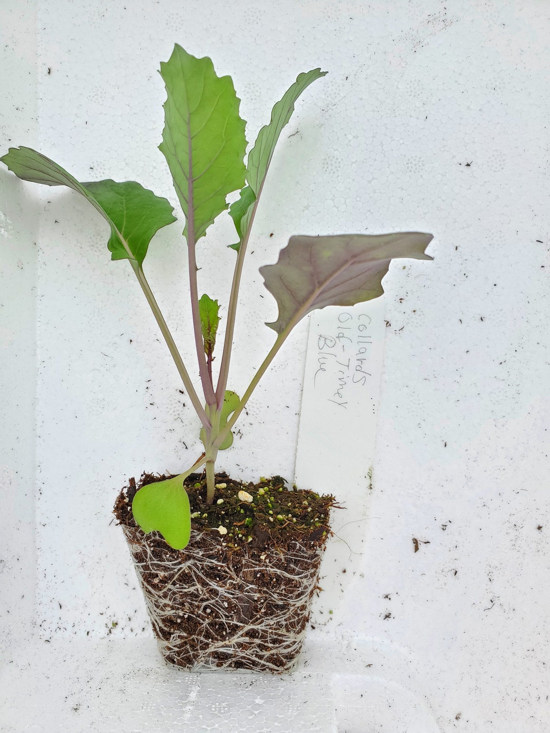 Collards Old-timey Blue - Etsy