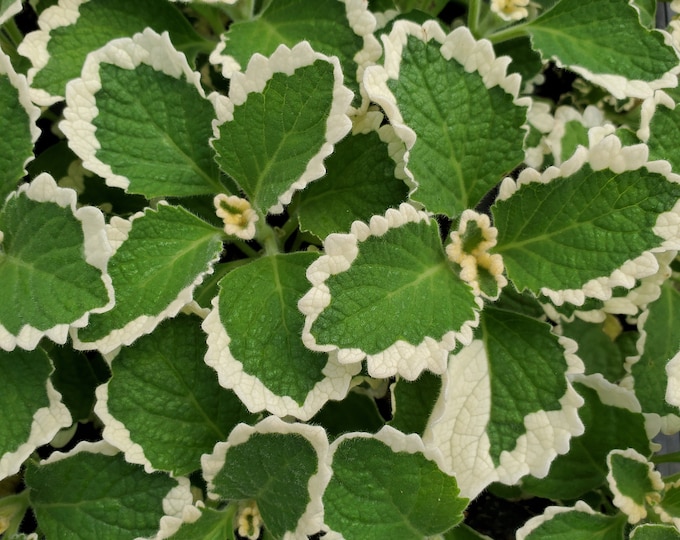 Plectranthus Upright Ciliatus White - Etsy