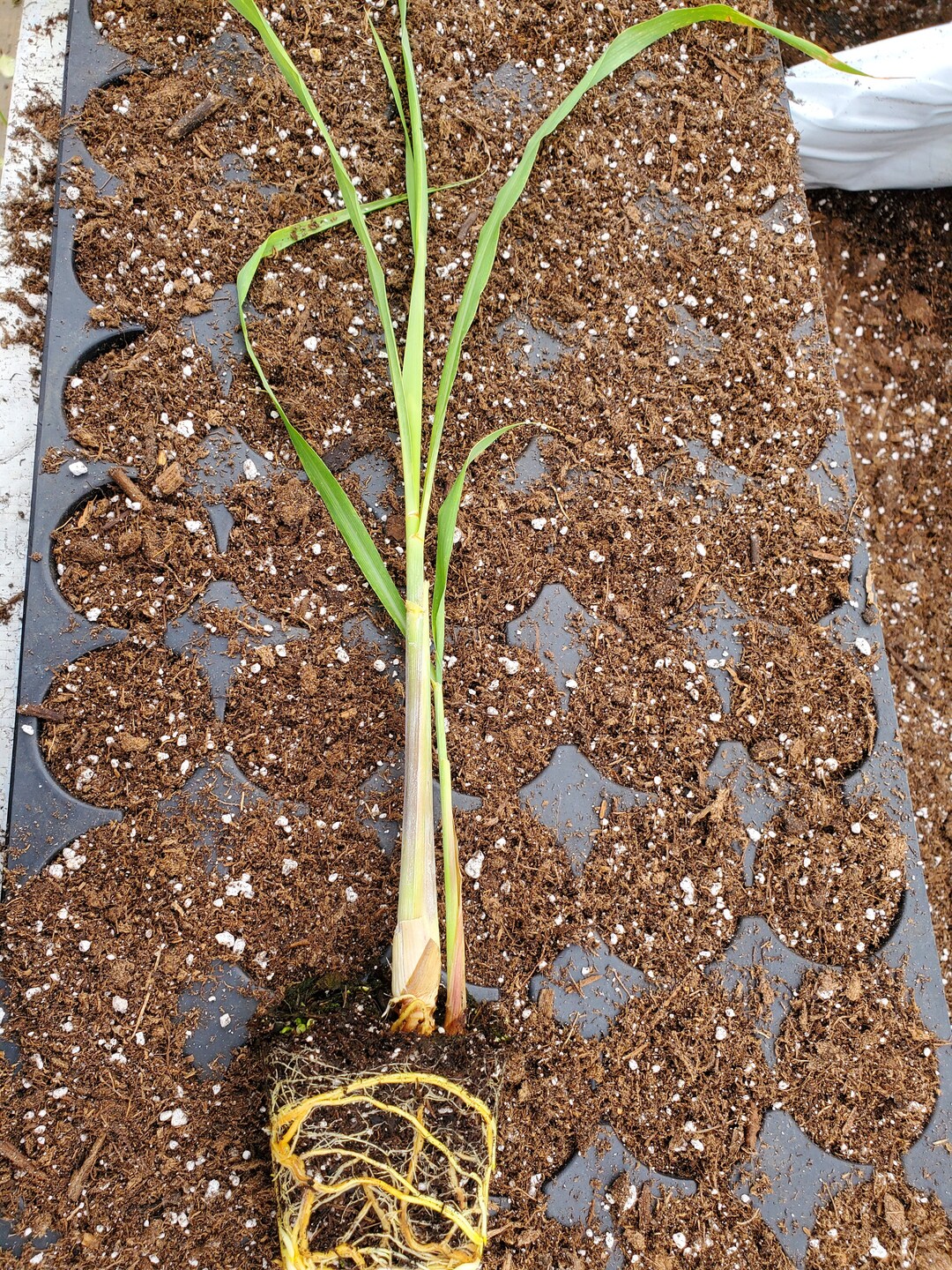 West Indian Lemon Grass Citrata - Etsy