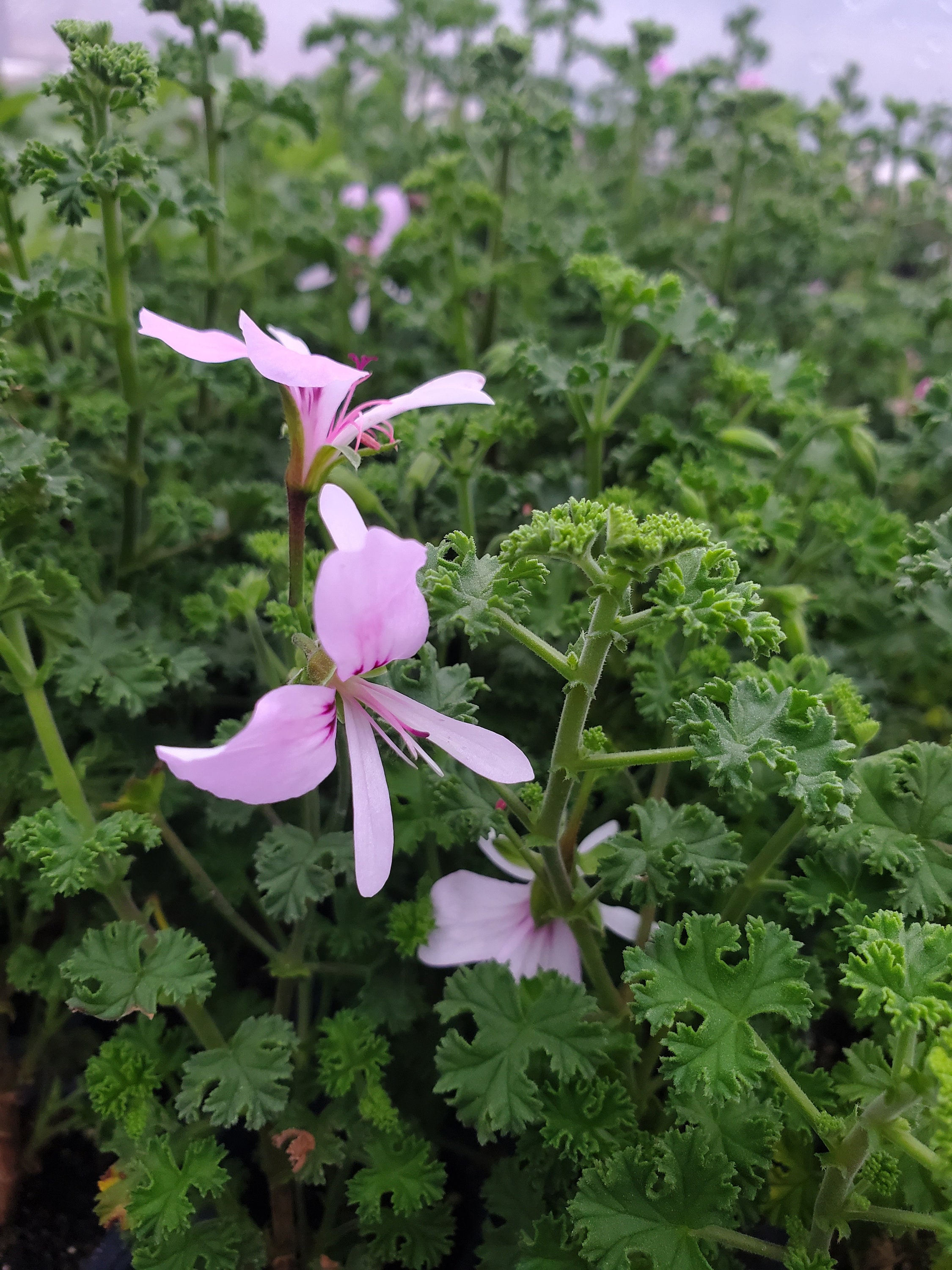 Scented Geranium Fingerbowl Lemon - Etsy