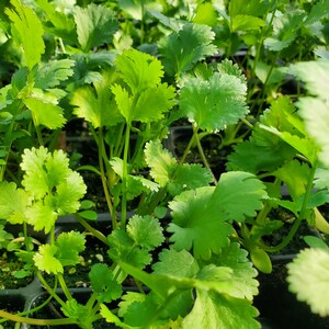 Cilantro Santo - Etsy