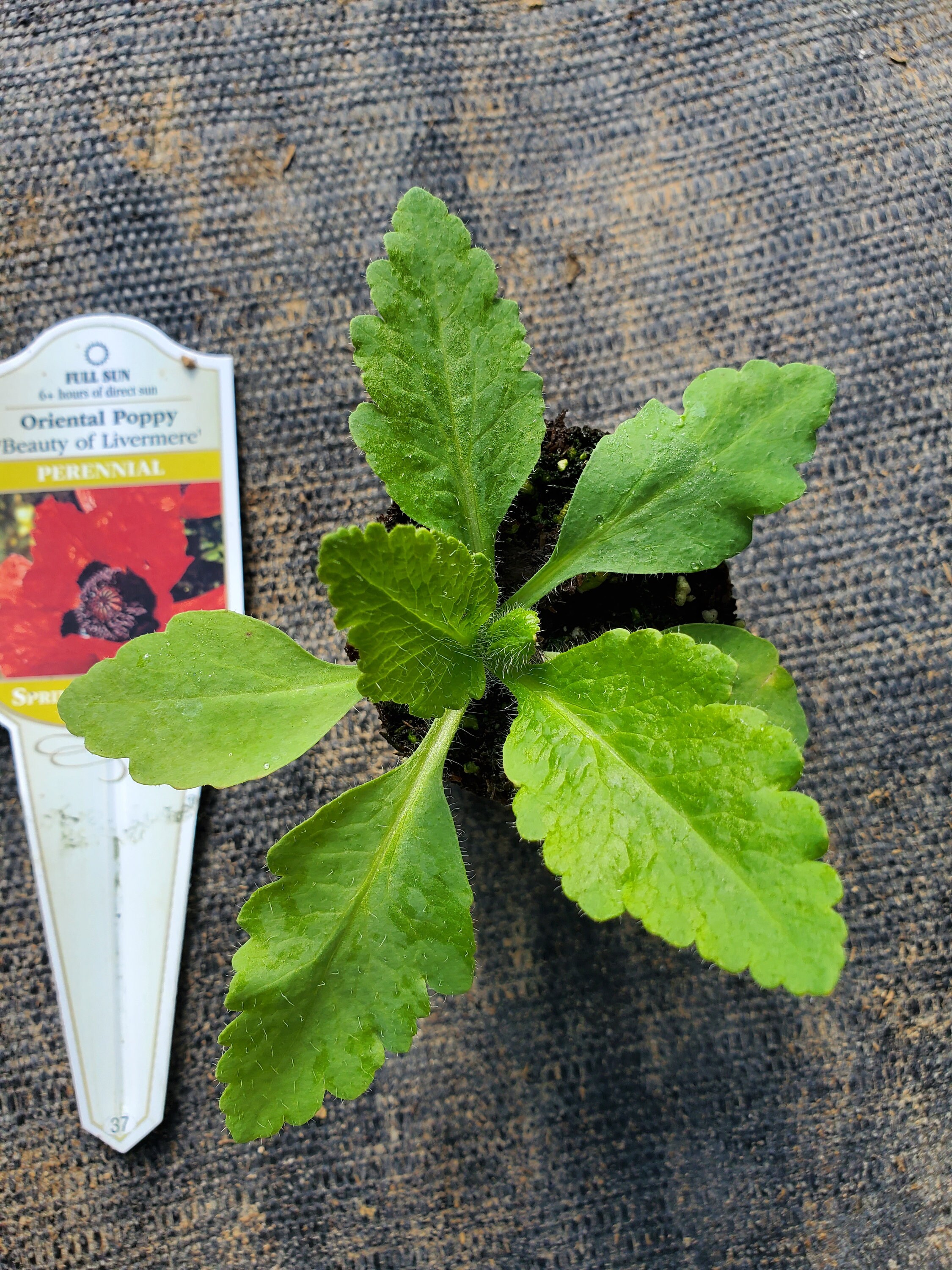 Papaver Beauty of Livermere - Etsy