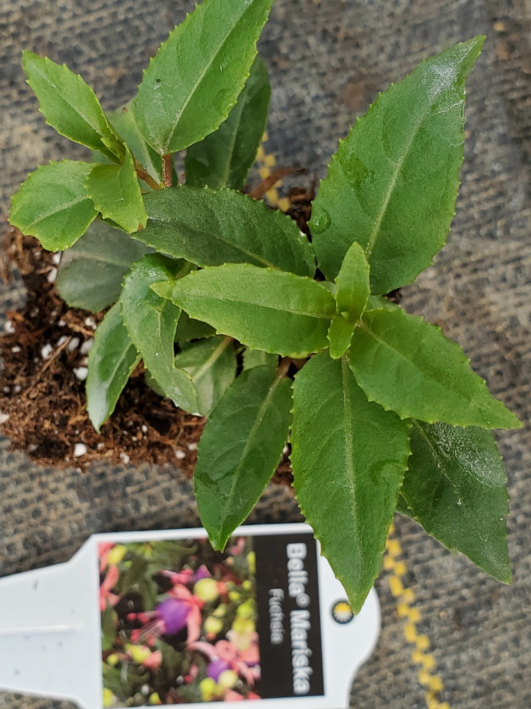 Fuchsia Bella Mariska - Etsy