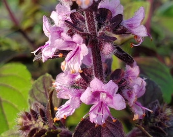 1 Plant of Perennial Basil Herbalea Wild Magic - Etsy