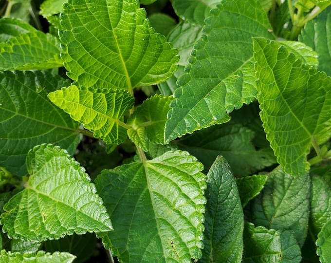 Salvia Bodacious Hummingbird Falls - Etsy