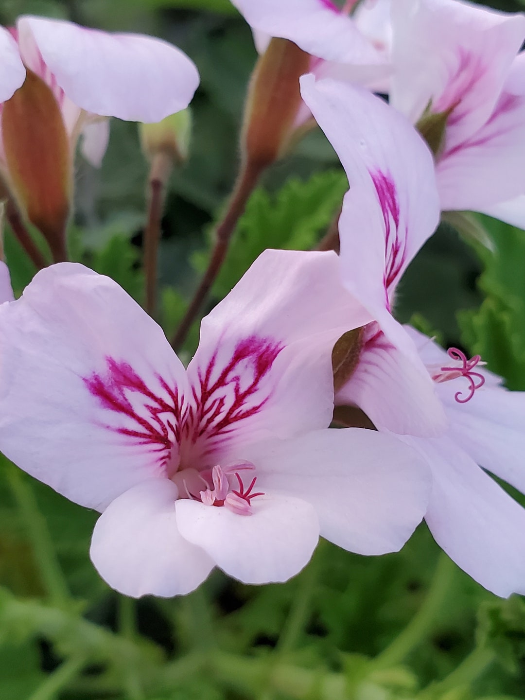 Geranium Citriodorum - Etsy