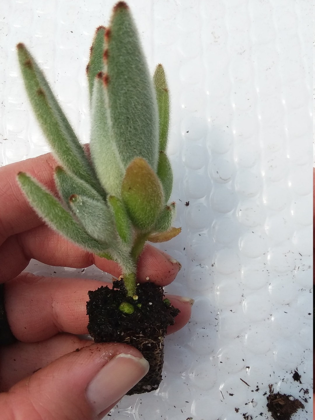 Kalanchoe Tomentosa Panda Starter Plant Succulent - Etsy