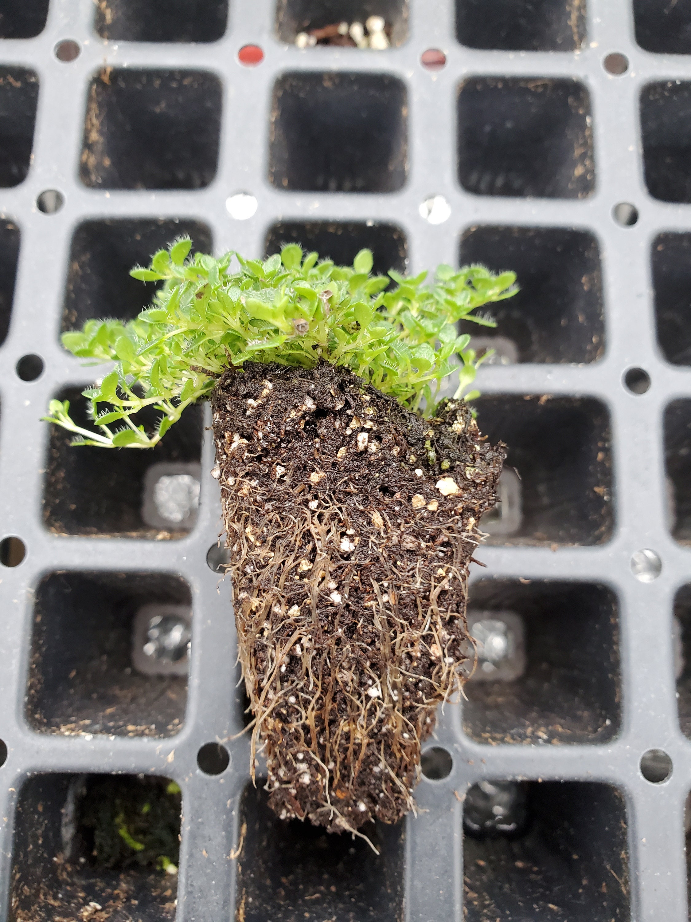 Creeping Thyme Minus Starter Plant - Etsy