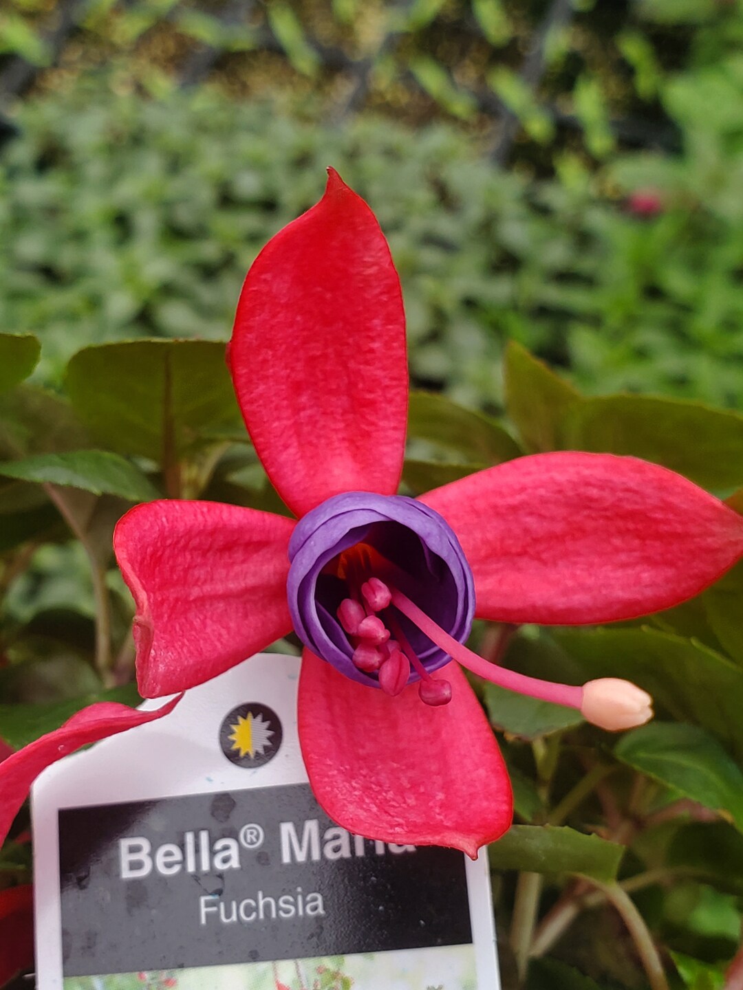 Fuchsia Bella Maria - Etsy