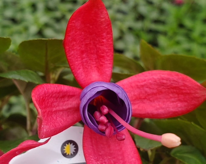 Fuchsia Bella Maria - Etsy