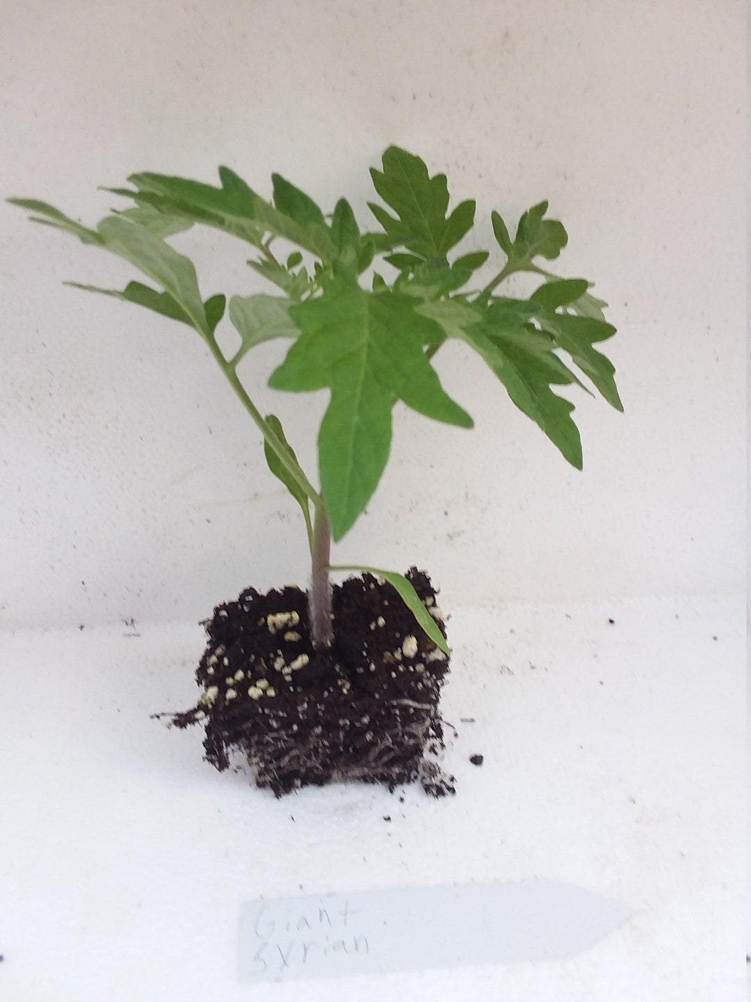 Tomato Giant Syrian Starter Plant - Etsy