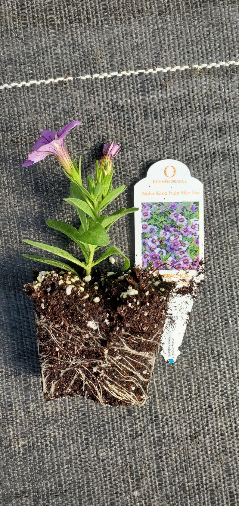 Aloha Kona Hula Blue Sky Calibrachoa - Etsy