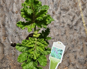 Scented Geranium Quercifolia - Etsy