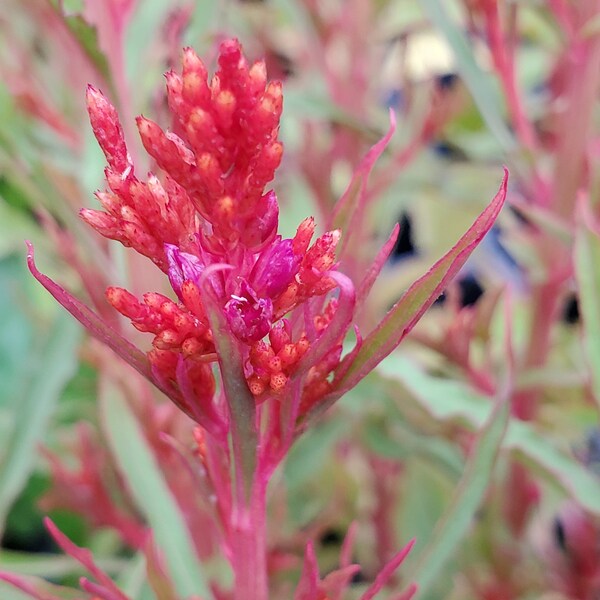 Celosia - Etsy