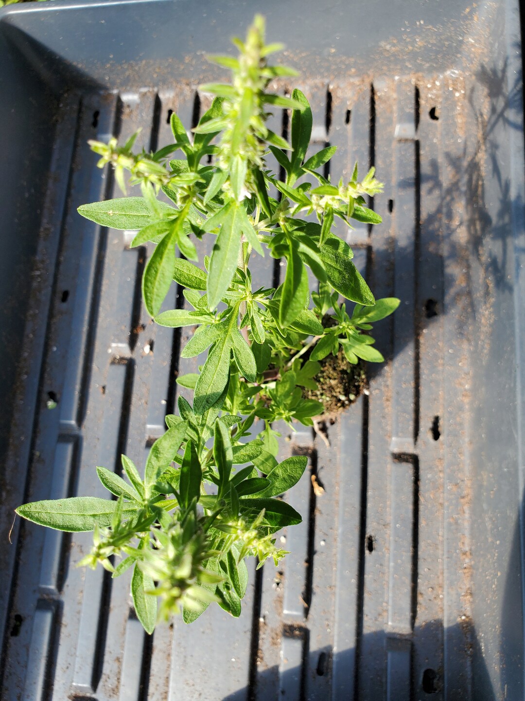 Nepeta Tenuifolia Japanese Catnip - Etsy
