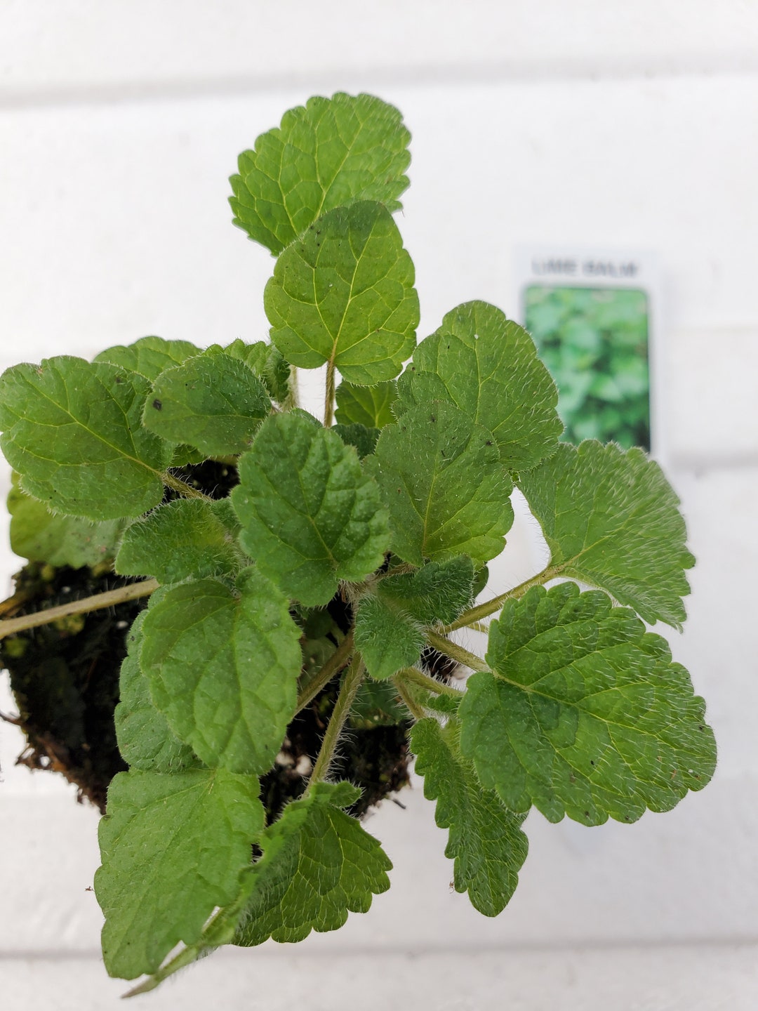Lime Balm - Etsy
