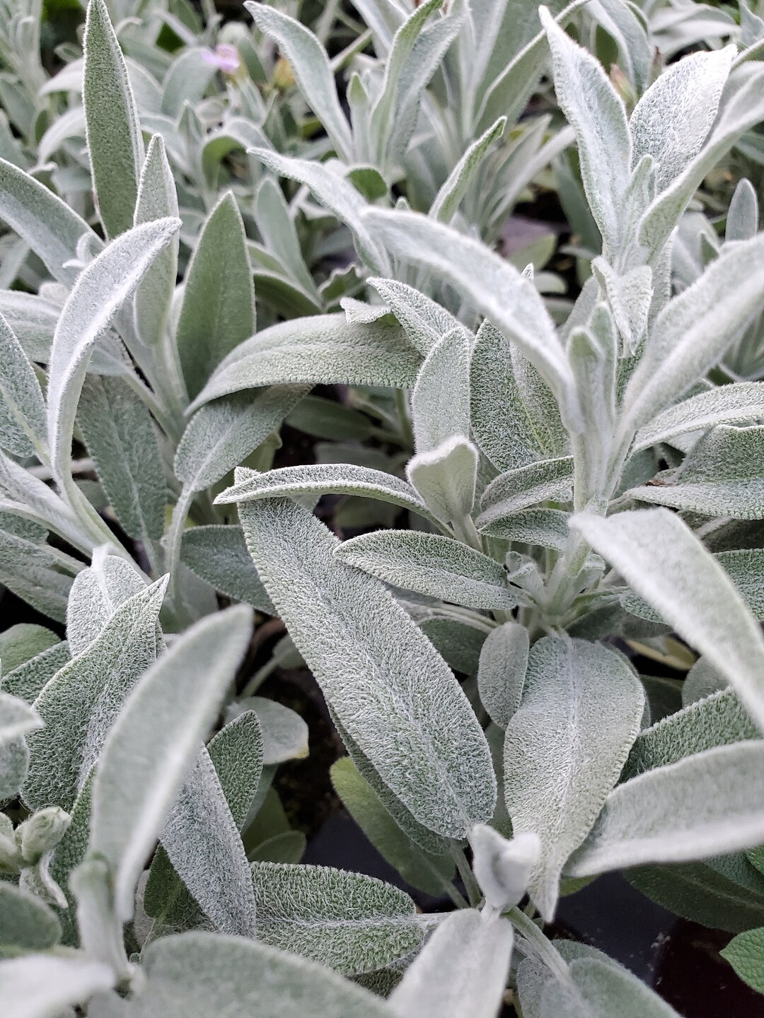 Sage Nazareth - Etsy