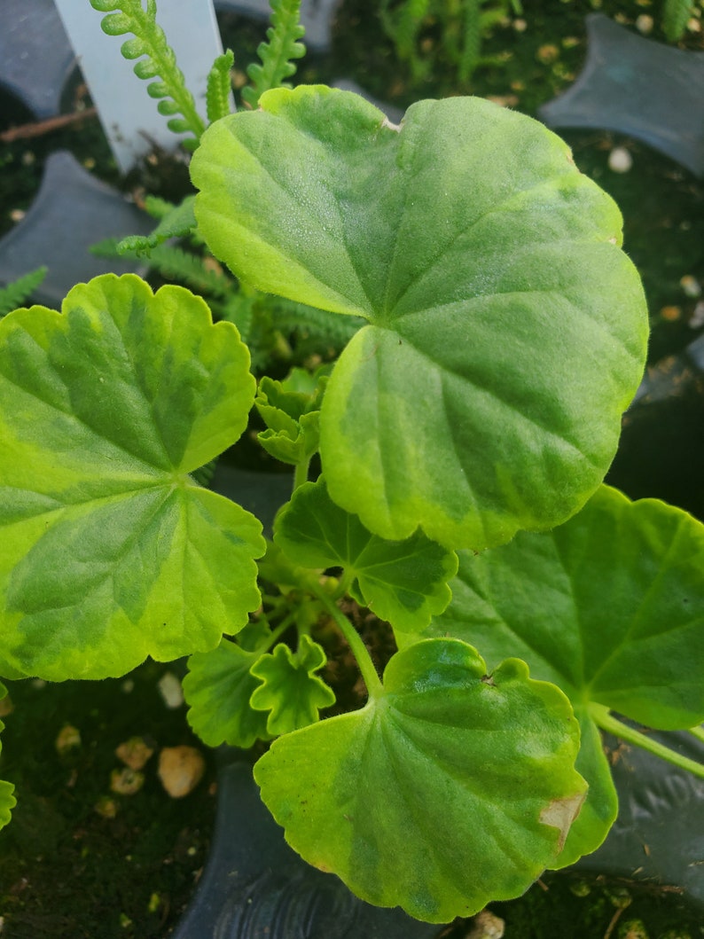 Pelargonium Green Gold Kleine Leibling - Etsy