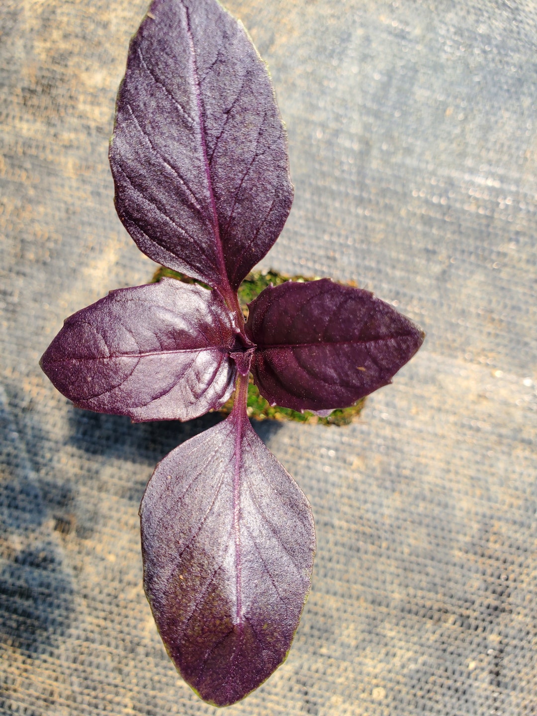 Basil Red Rubin - Etsy