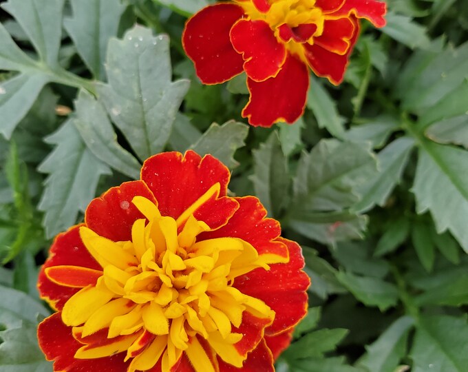 Marigold Hero Super Spry - Etsy