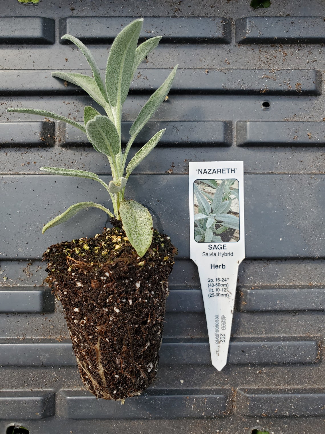 Sage Nazareth - Etsy