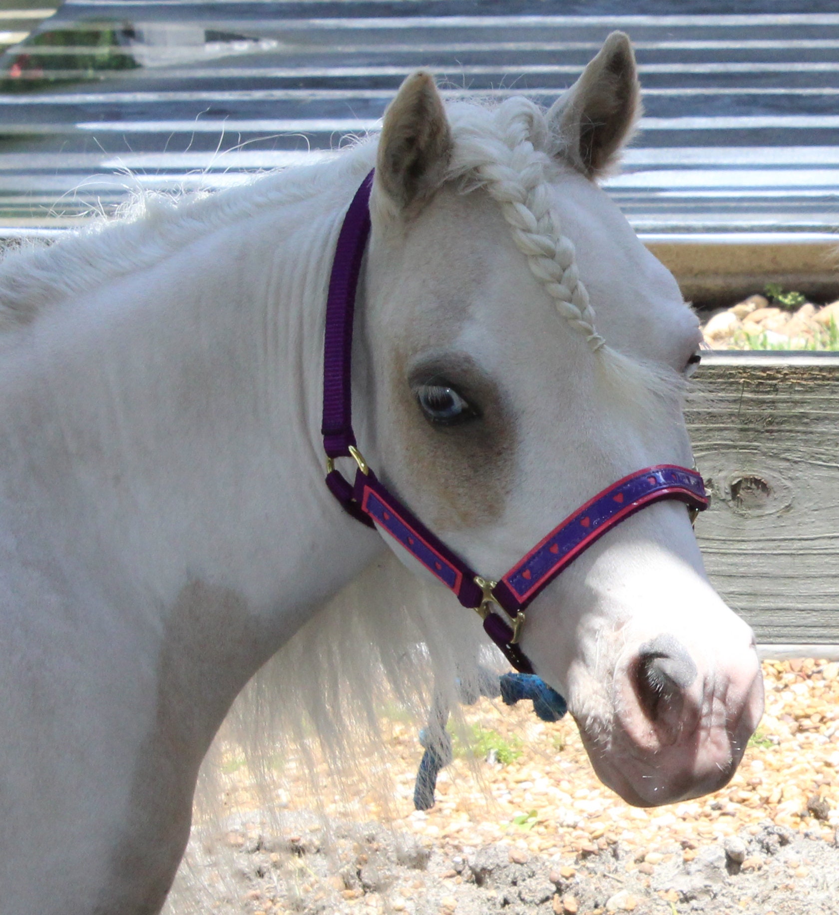 Cute Mini Horse Halter Mini Heart Mini Horse Halter Heart | Etsy