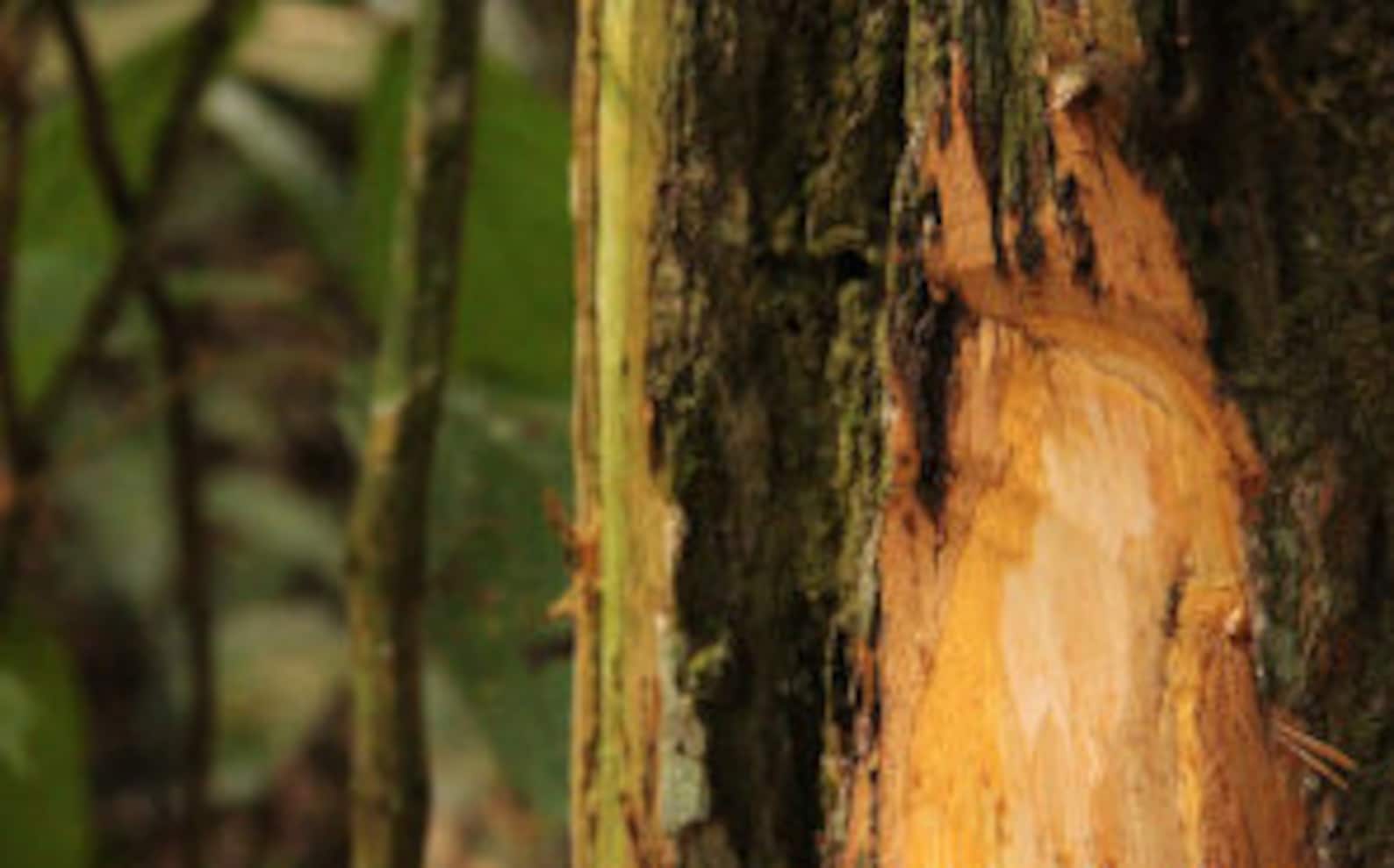 PAO PEREIRA Herb Bark/ Imported From South American/geissospermum ...