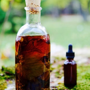 Pao PEREIRA Bark Tincture / Imported From South American/geissospermum ...