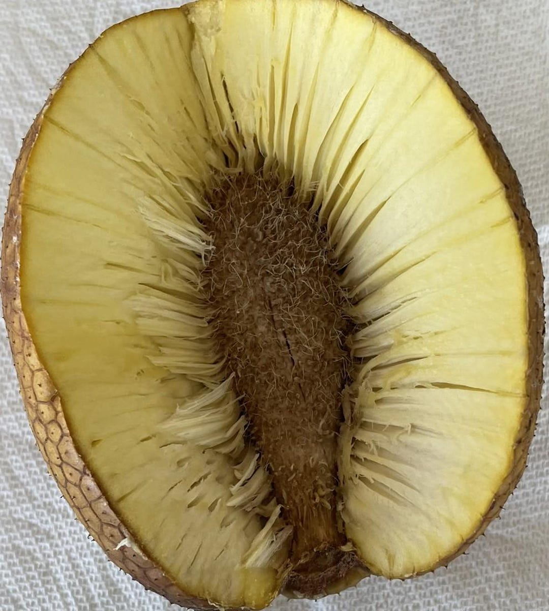 Breadfruit - Etsy