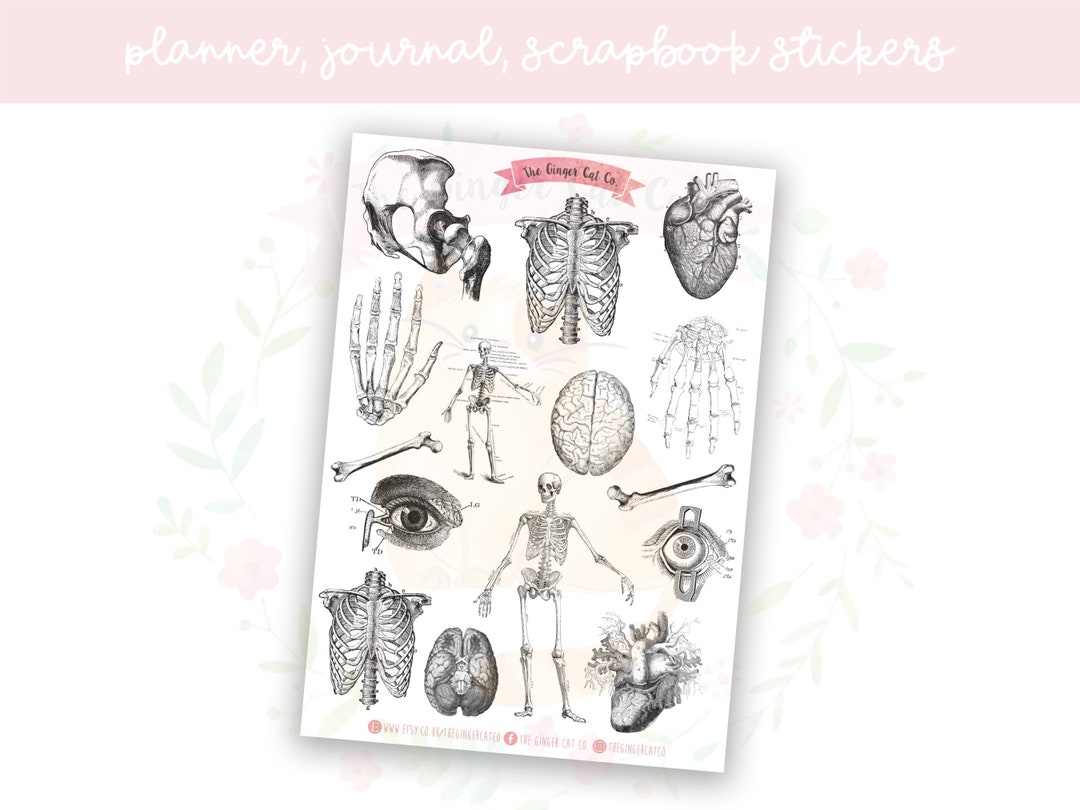 Vintage Anatomy Planner Sticker Sheet | Decorative Stickers | Journal ...