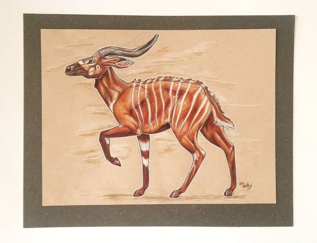 Original Drawing Colored Pencil Bongo - Etsy UK