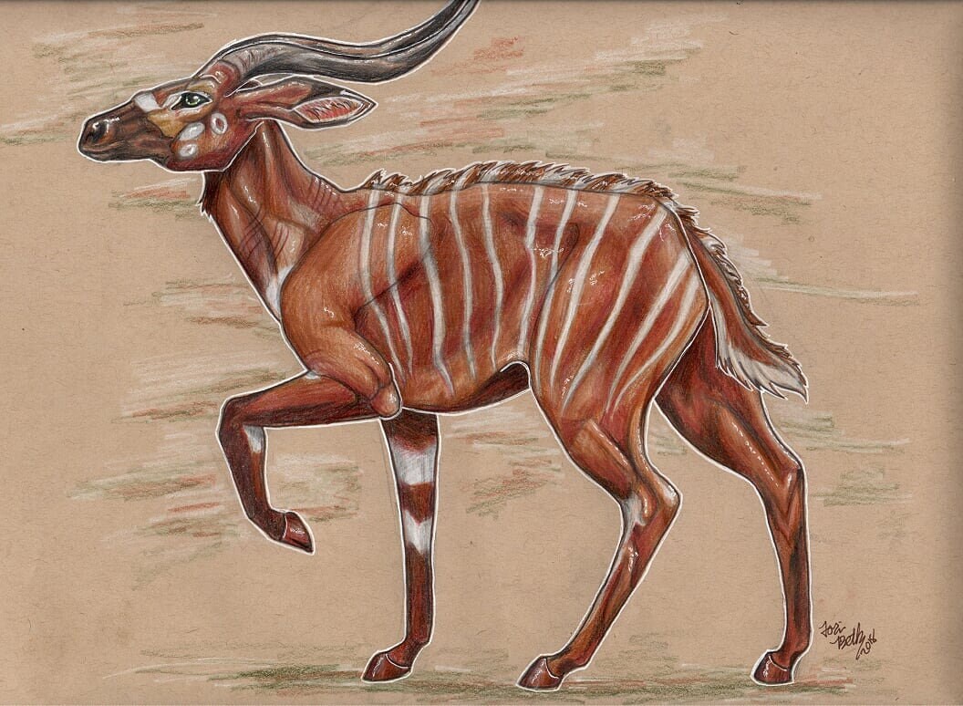 Original Drawing Colored Pencil Bongo - Etsy UK